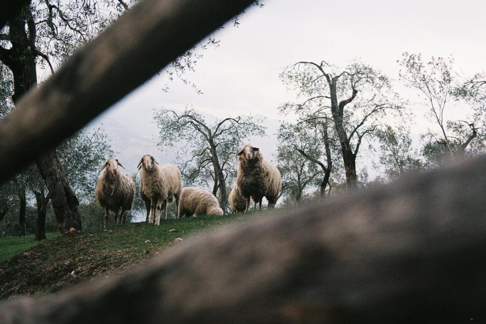 Sheep Fencing for Secure and Sustainable Farming